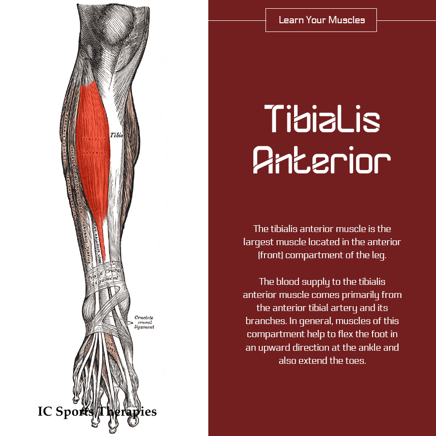 Tibialis Anterior Muscle Pain Anterior Tibialis Tendinitis Causes 